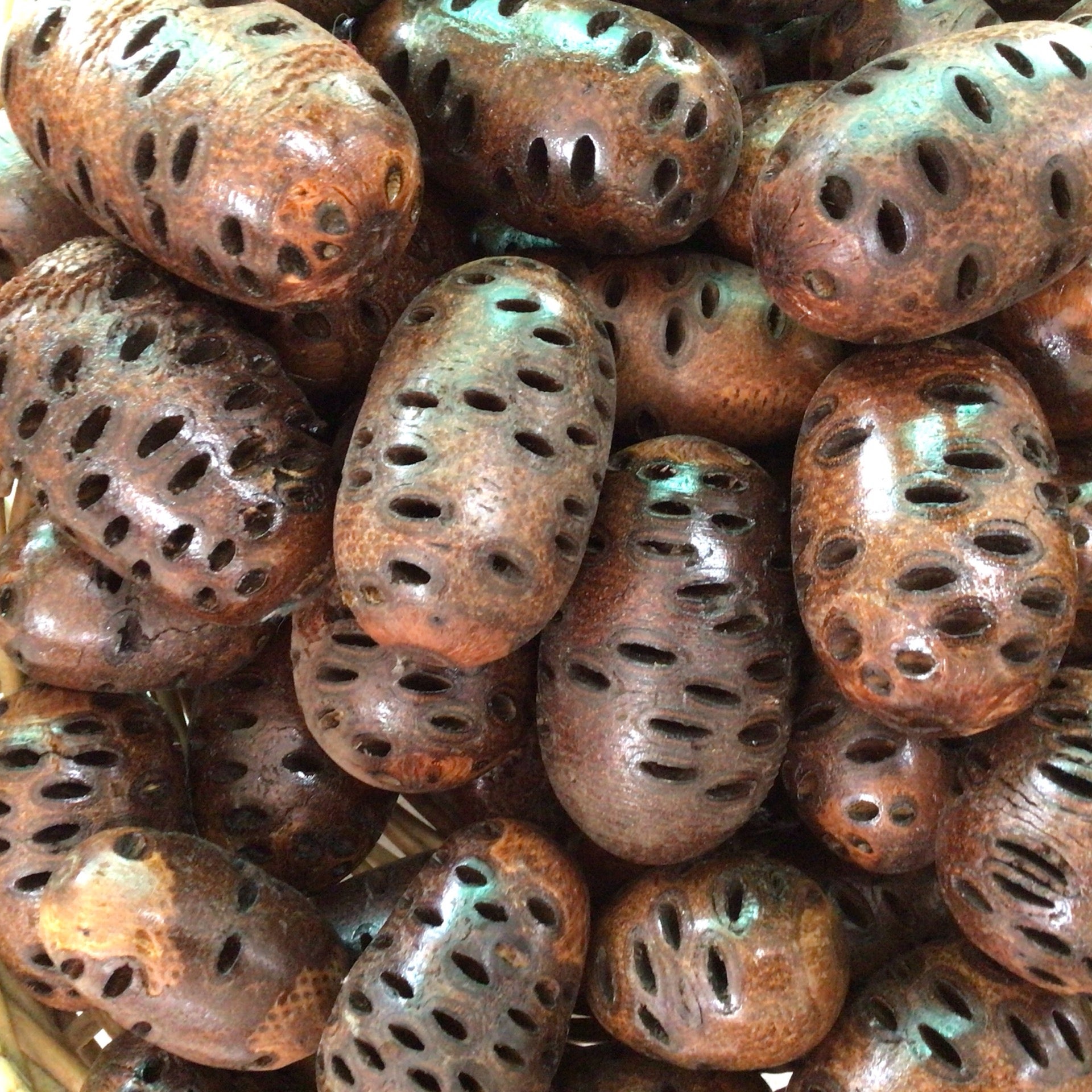 Banksia Eggs | The Forest Discovery Centre Dwellingup WA